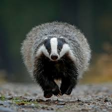 Badger - nepali translation, synonyms, pronunciation, definition ...