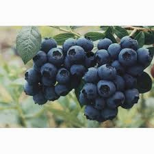 Blueberry - latin translation, synonyms, pronunciation, definition ...