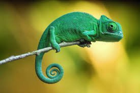 Chameleon - english translation, synonyms, pronunciation, definition ...
