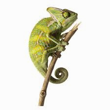 Chameleon - english translation, synonyms, pronunciation, definition ...