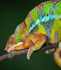 Chameleon - english translation, synonyms, pronunciation, definition ...