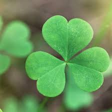 Clovers - sinhalese translation, synonyms, pronunciation, definition ...