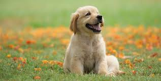 Câine - english translation, synonyms, pronunciation, definition ...