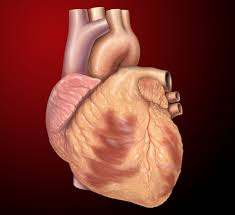Heart - latin translation, synonyms, pronunciation, definition, meaning ...