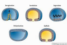 Ingression - sinhalese translation, synonyms, pronunciation, definition ...