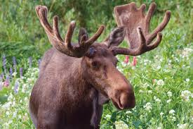 Moose - english translation, synonyms, pronunciation, definition ...