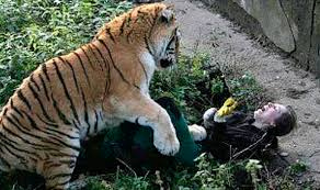 Mauling - pagsasalin sa filipino, kasingkahulugan, pagbigkas, kahulugan ...