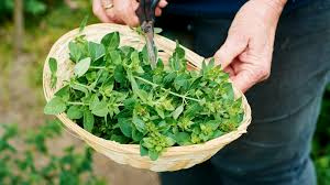 Oregano - filipino translation, synonyms, pronunciation, definition ...
