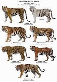 Subspecies - uzbek translation, synonyms, pronunciation, definition ...