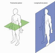 Transverse - creole translation, synonyms, pronunciation, definition ...